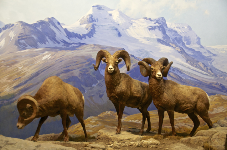 997-Natural History Museum-Animals – Where In The World Is Scott?