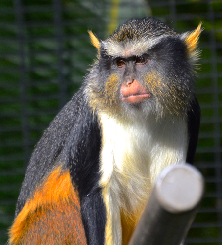 1309-Monkeys – San Diego Zoo