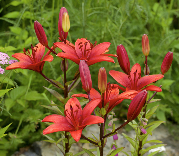 1384-Flowers – Halibut Cove, AK – Where In The World Is Scott?