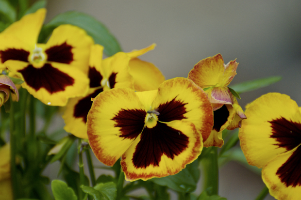 1384-Flowers – Halibut Cove, AK – Where In The World Is Scott?